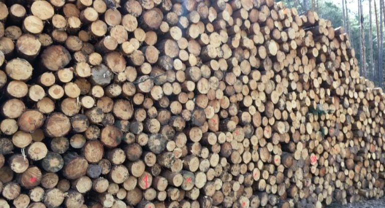 Madera en rollo; Qué es y cuáles son sus requisitos | Maderea