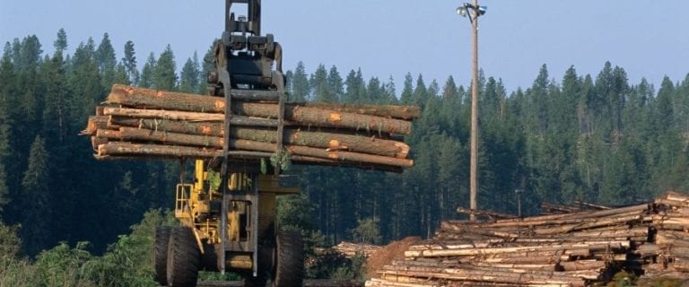 Extracción de la madera de los montes y los rematantes forestales | Maderea