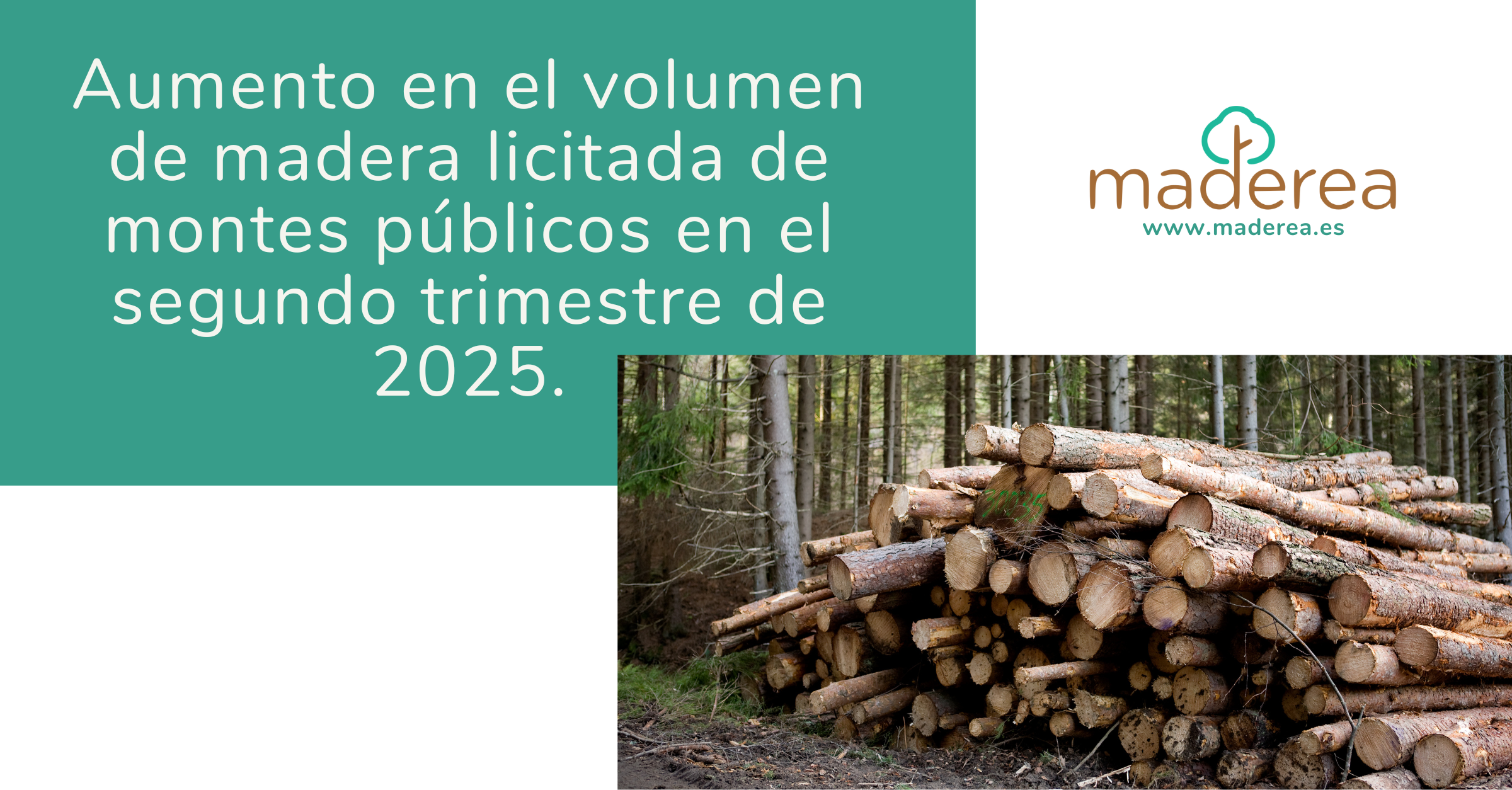 Subastas de madera en el segundo trimestre de 2025 | Maderea